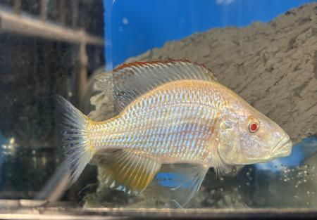 AlbinoMalawiEye-Biter-450x313_grande.jpg?v=1735524979