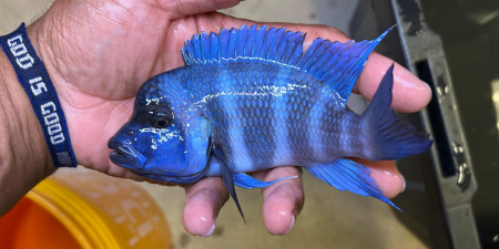 F1 Blue Moba Frontosa (Cyphotilapia frontosa "Moba") F1 Blue Moba ...