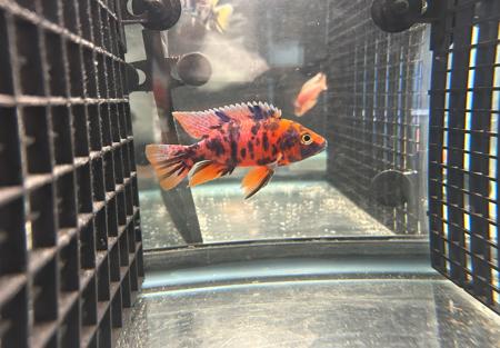 Raspberry_OB-450x313_grande.jpg?v=1733872680