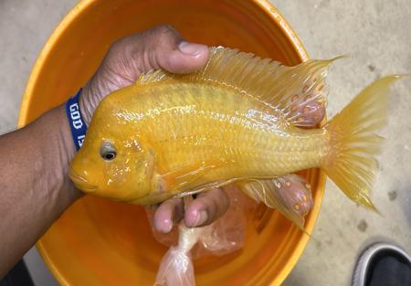 Wild Caught Petrochromis sp Moshi Yellow (Group Only) Wild Caught ...